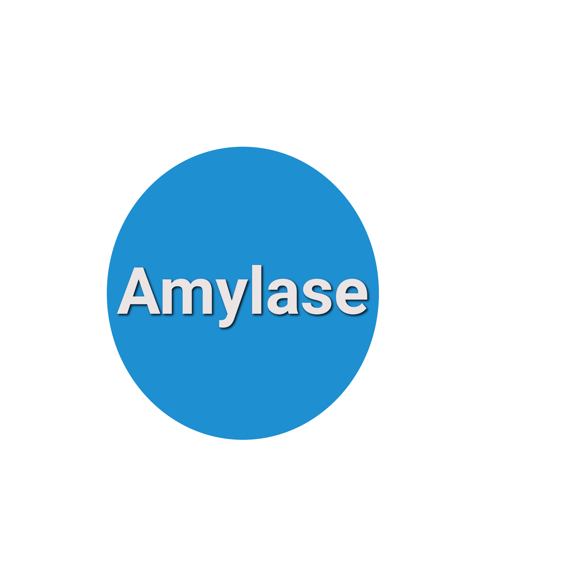 Amylase – LabReqs.com