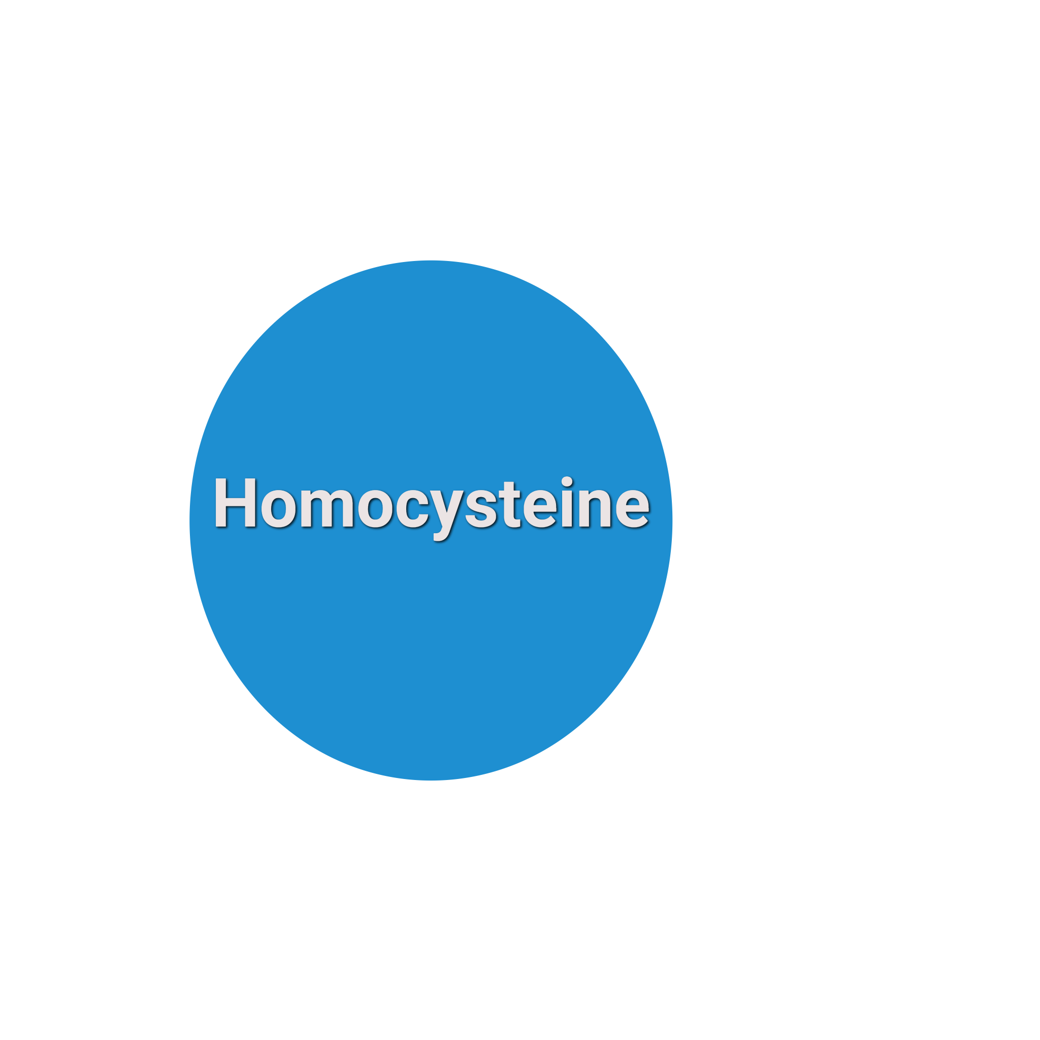 Homocysteine